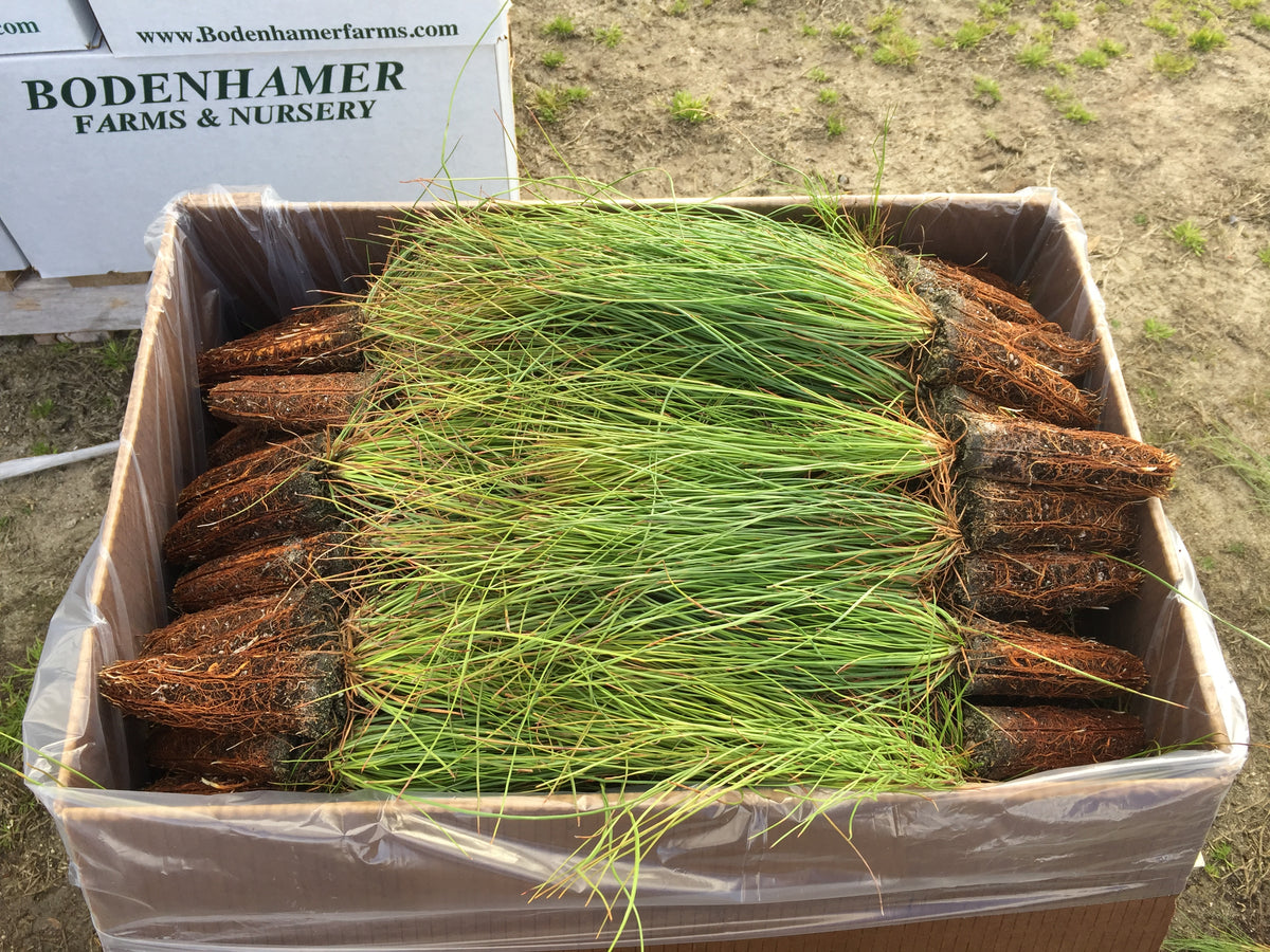 Full Box of Longleaf Seedlings (250) – Pinenvine